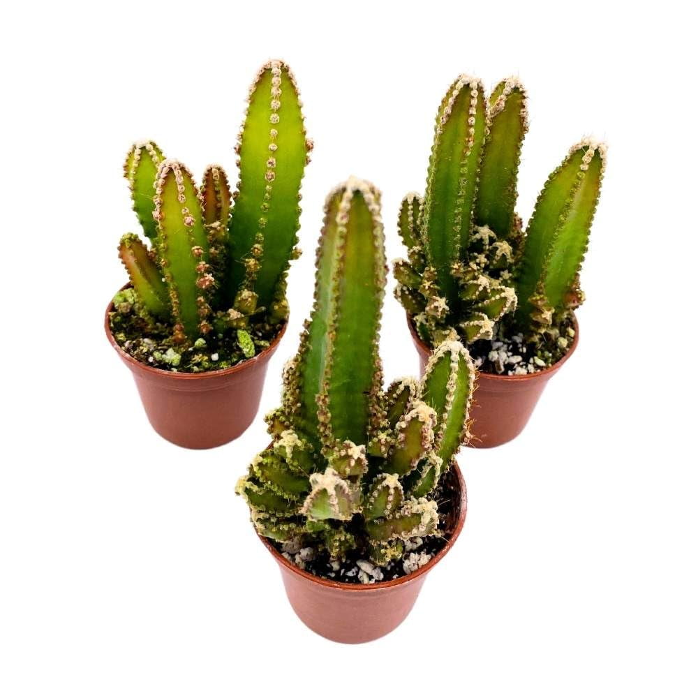 Fairy Castle Cactus, 2 inch Set of 3, Acanthocereus tetragonus Tiny ...