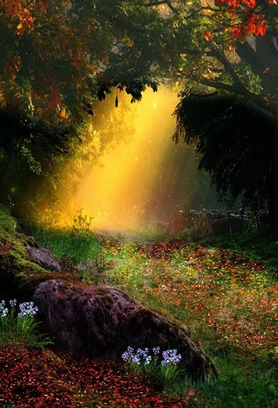 Fairy Tale Forest Backdrop Jungle Tropical Myesterious Forest Trees ...