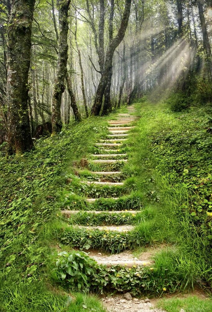 Fairy Tale Forest Backdrop Jungle Tropical Myesterious Forest Trees ...