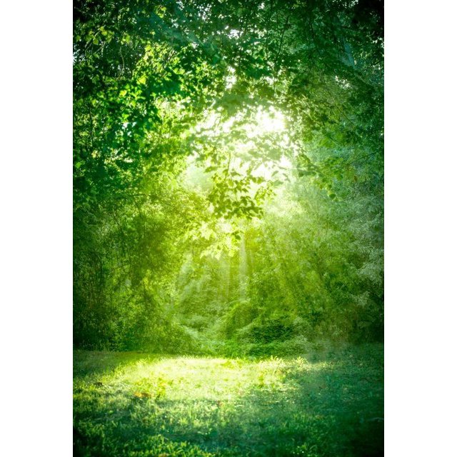 Fairy Tale Forest Backdrop Jungle Tropical Myesterious Forest Trees ...