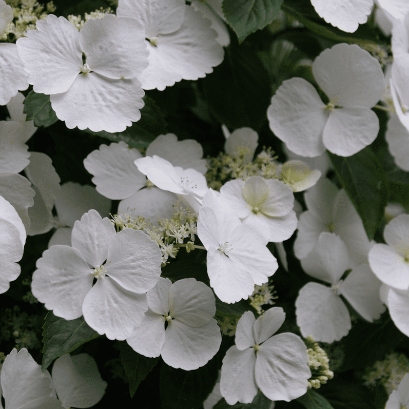 Fairytrail Bride' Cascade Hydrangea 3 Gallon - Walmart.com
