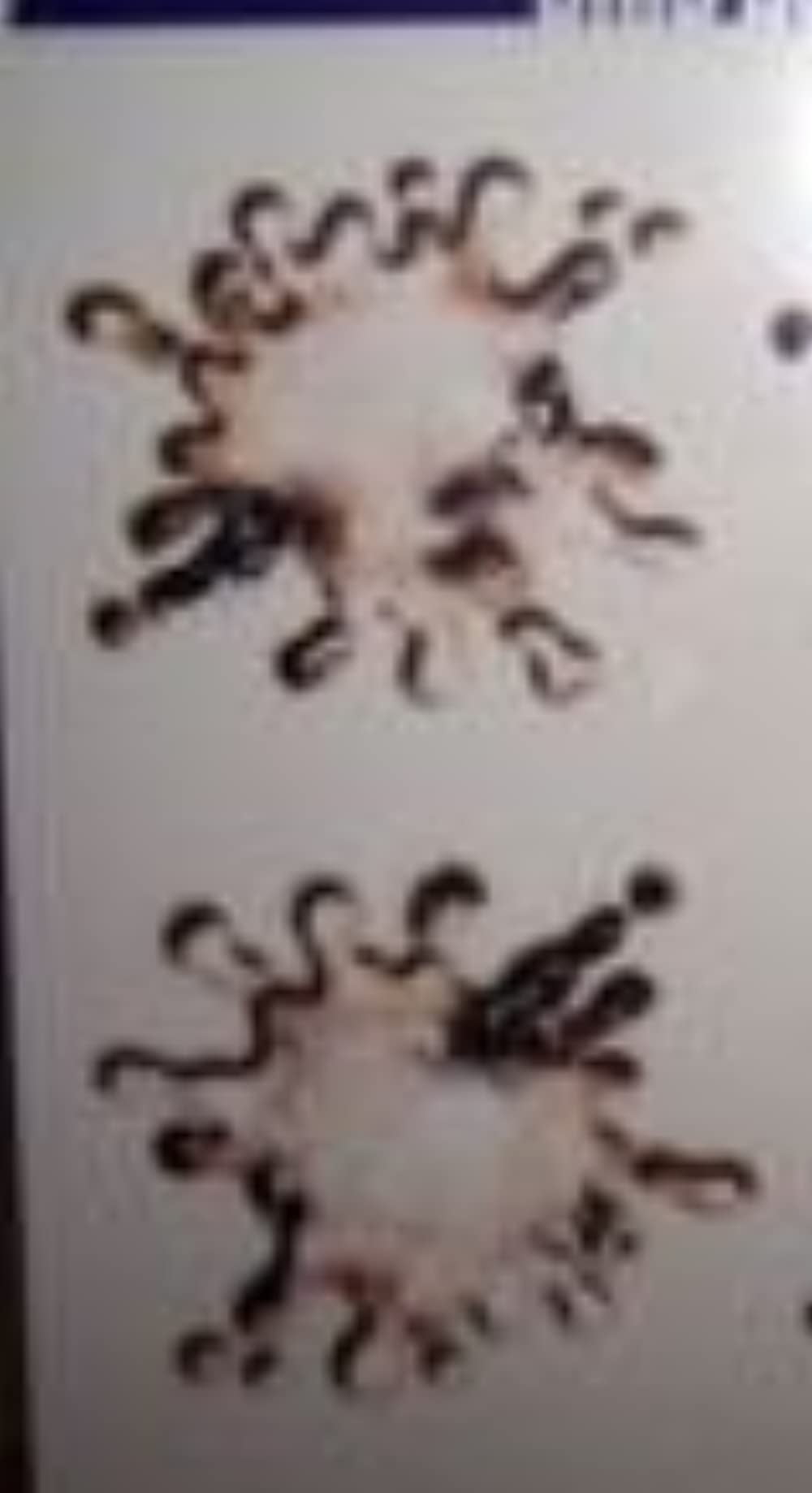 Hardly Dangerous Illusion Fake Bird Poop Decal Stickers Decoration ...