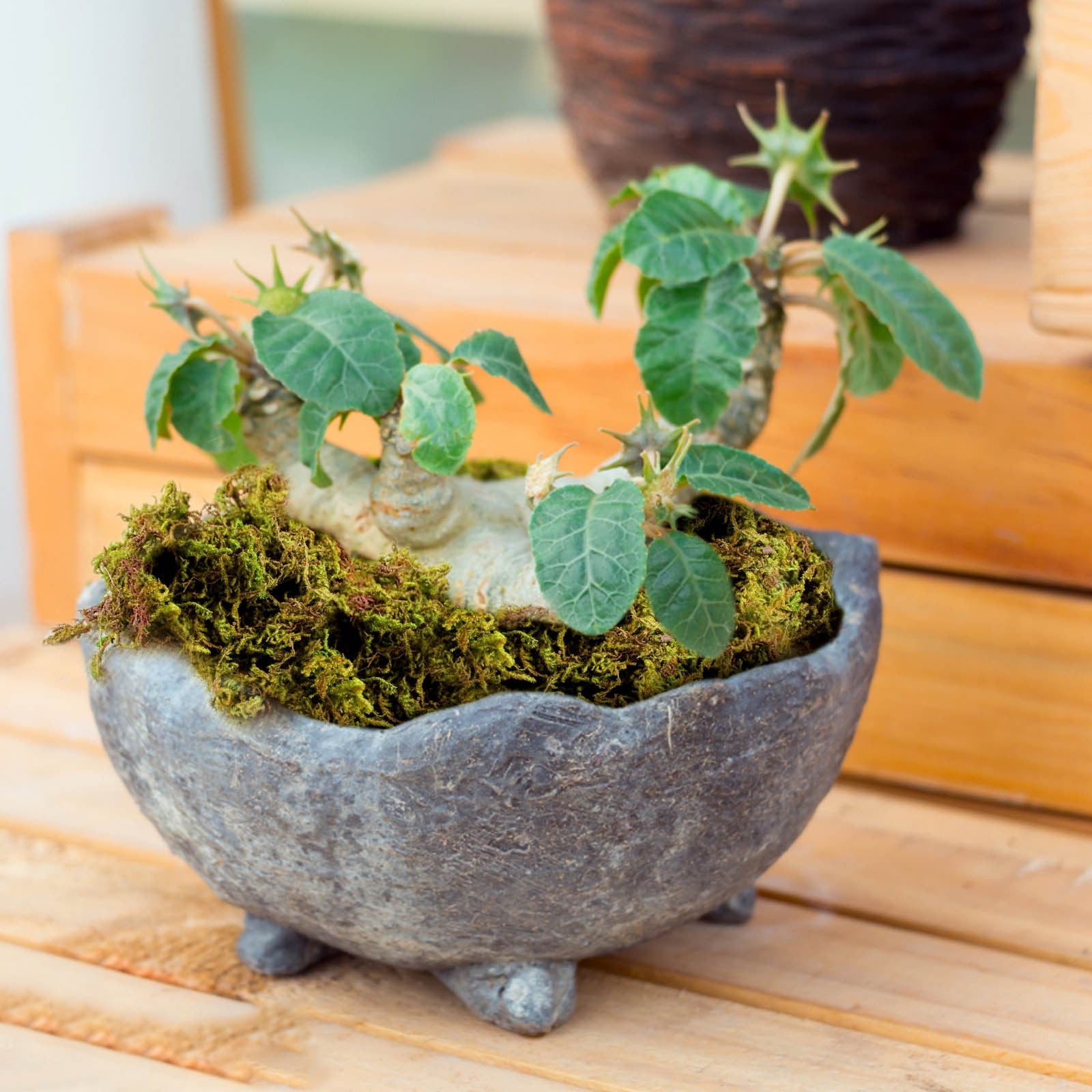 Moss Artificial Moss for Potted â Realistic Greenery for Fairy Gardens ...