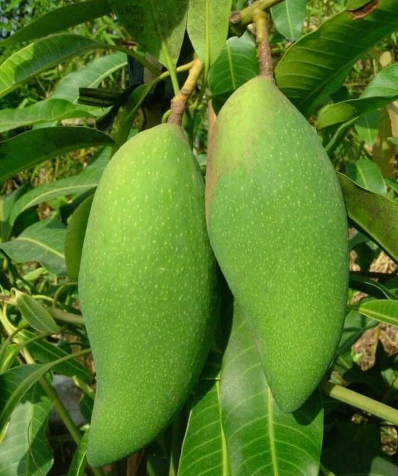 Falan dwarf Mango TREE GRAFTED (2-4 Feet Tall). Ship to all states ...