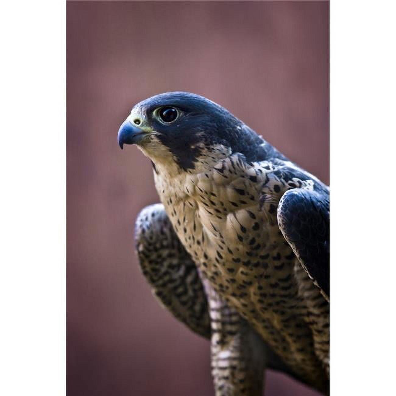 Falcon Poster Print - 12 x 18 - Walmart.com