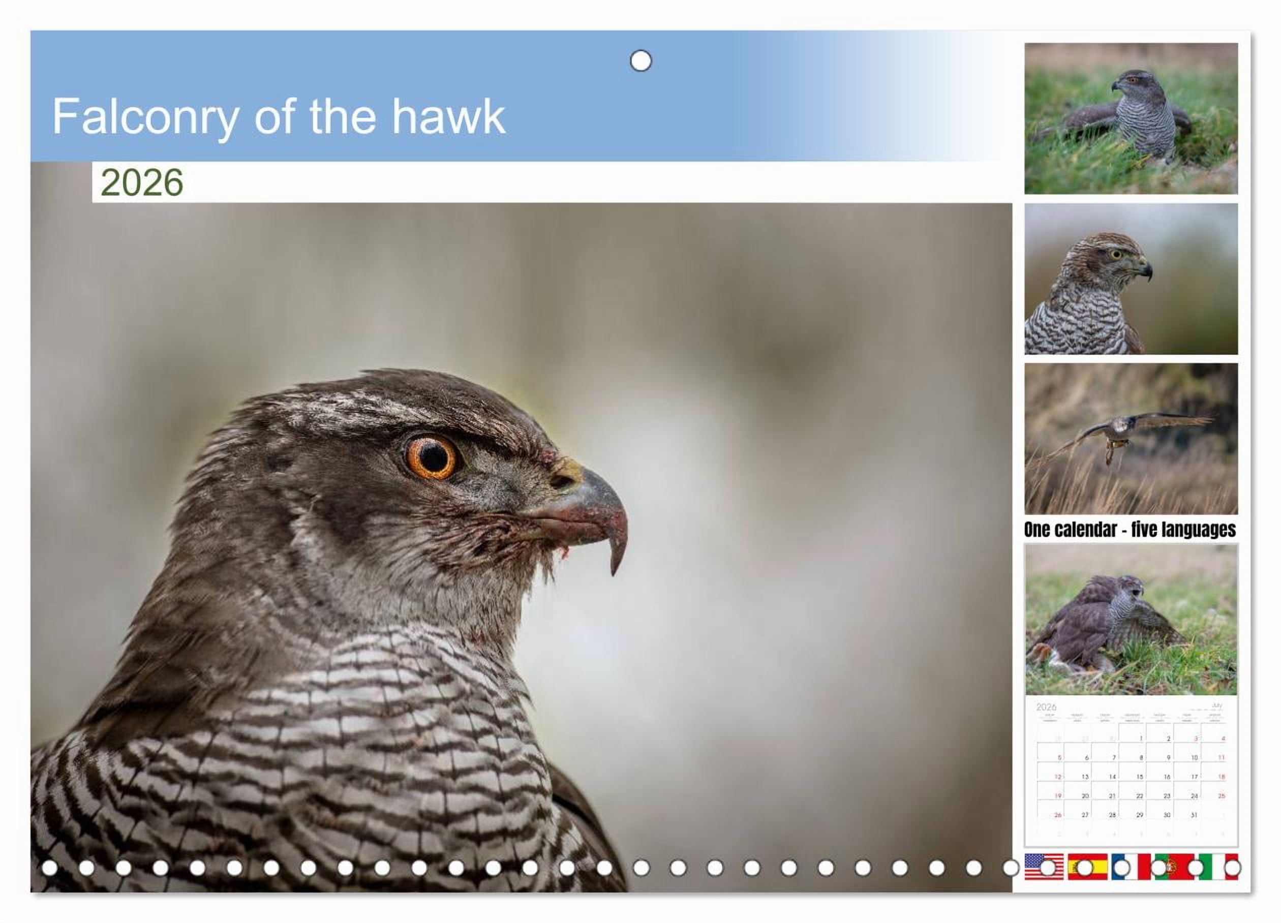 Falconry of the hawk (Monthly Wall Calendar 2026 11.7 x 16.5 (open ...