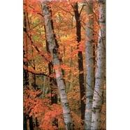 Nodin Press Blank Journals: Raccoon Blank Journal (Hardcover) - Walmart.com