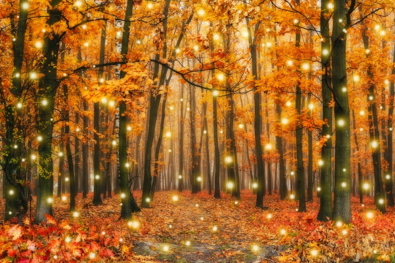 Fall Forest Scenery Backdrop Golden Spot Autumn Natural Landscape Path ...