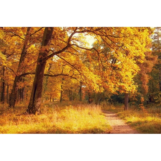 Fall Forest Scenery Photography Backdrop Autumn Path Lakeside Maple ...