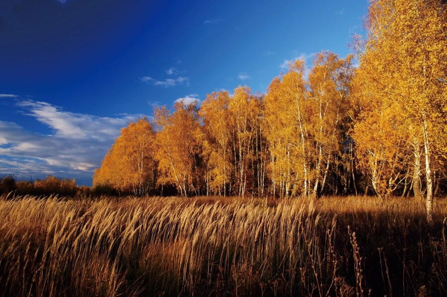 Fall Forest Scenery Photography Backdrop Autumn Path Lakeside Maple ...