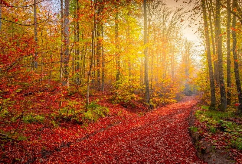 Fall Forest Scenery Photography Backdrop Autumn Path Lakeside Maple ...