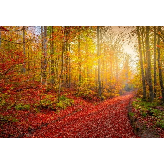 Fall Forest Scenery Photography Backdrop Autumn Path Lakeside Maple ...