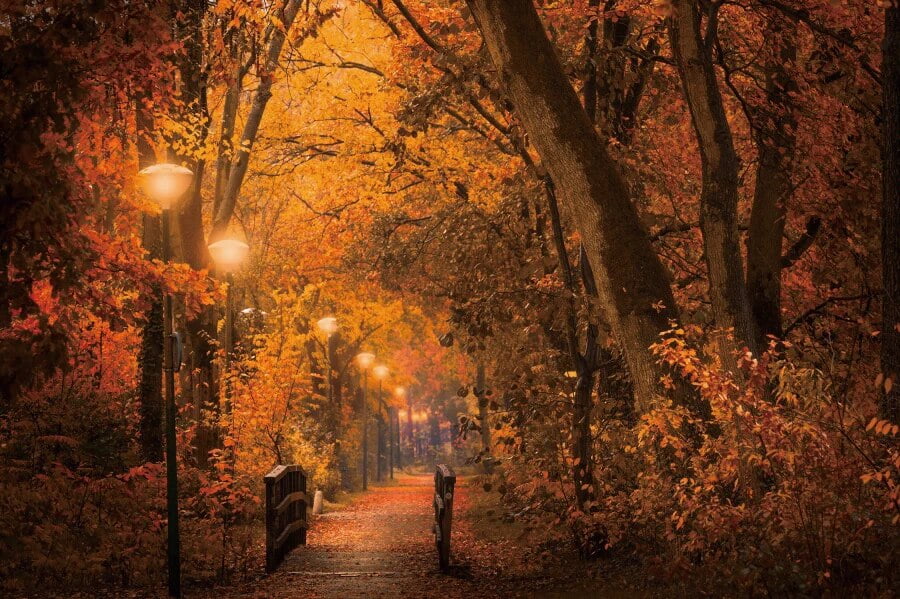 Fall Forest Scenery Photography Backdrop Autumn Path Lakeside Maple ...