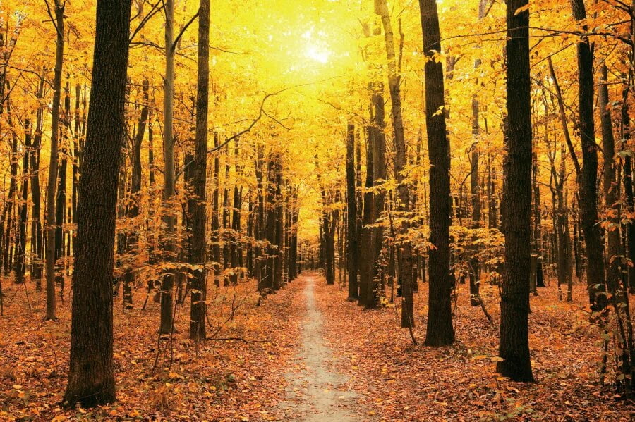 Fall Forest Scenery Photography Backdrop Autumn Path Lakeside Maple ...