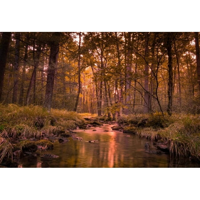 Fall Forest Scenery Photography Backdrop Autumn Path Lakeside Maple ...