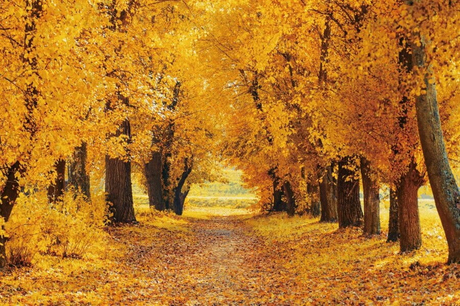 Fall Forest Scenery Photography Backdrop Autumn Path Lakeside Maple ...