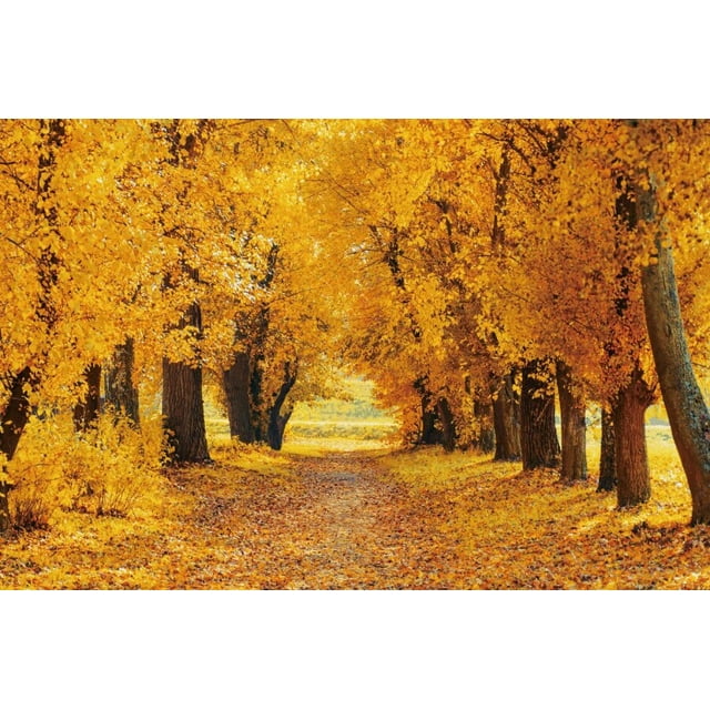 Fall Forest Scenery Photography Backdrop Autumn Path Lakeside Maple ...