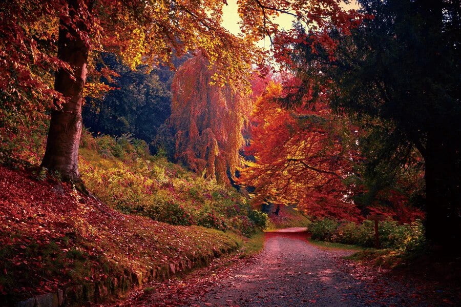 Fall Forest Scenery Photography Backdrop Autumn Path Lakeside Maple ...