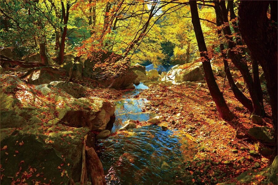 Fall Forest Scenery Photography Backdrop Autumn Path Lakeside Maple ...