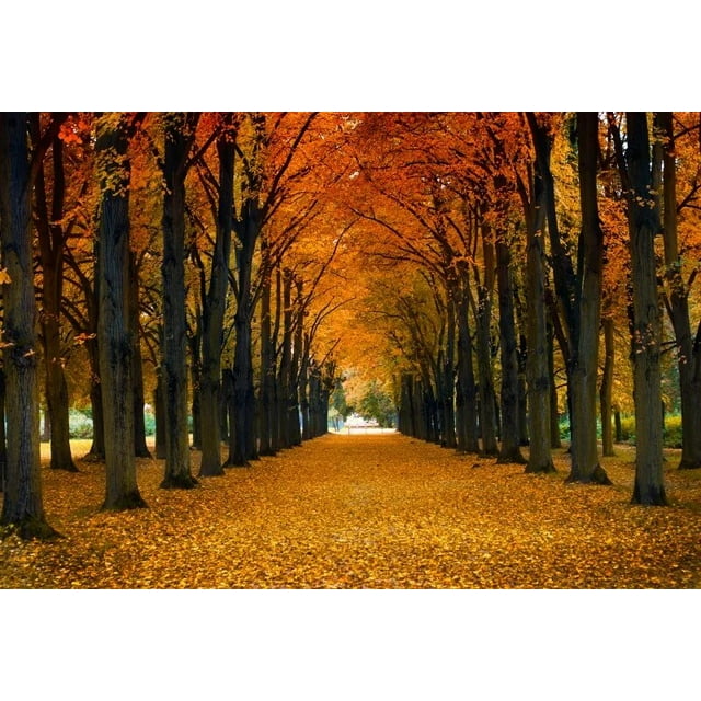 Fall Forest Scenery Photography Backdrop Autumn Path Lakeside Maple ...