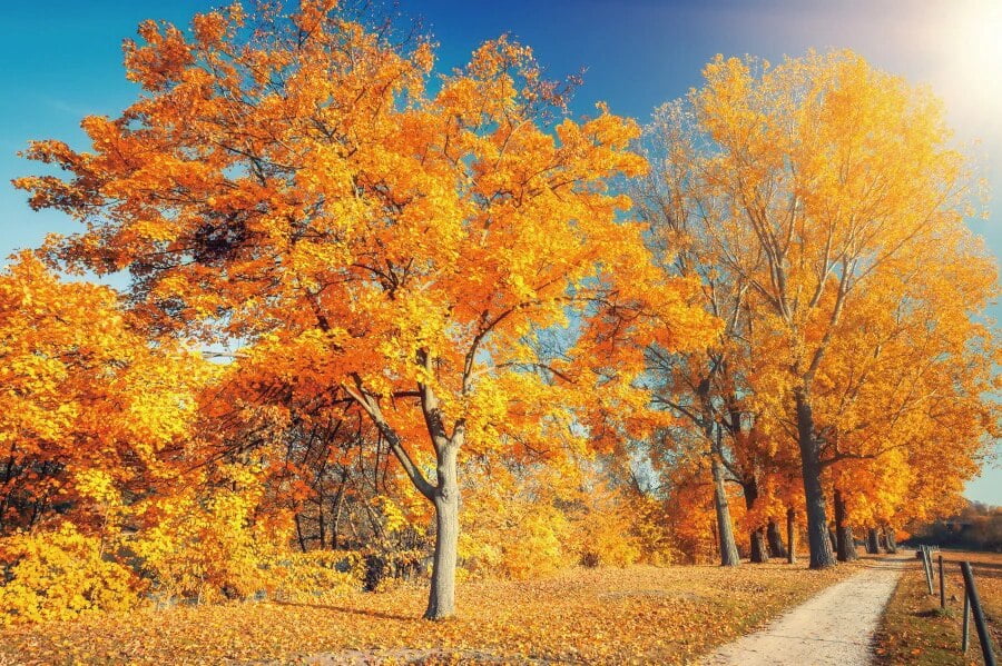 Fall Forest Scenery Photography Backdrop Autumn Path Lakeside Maple ...