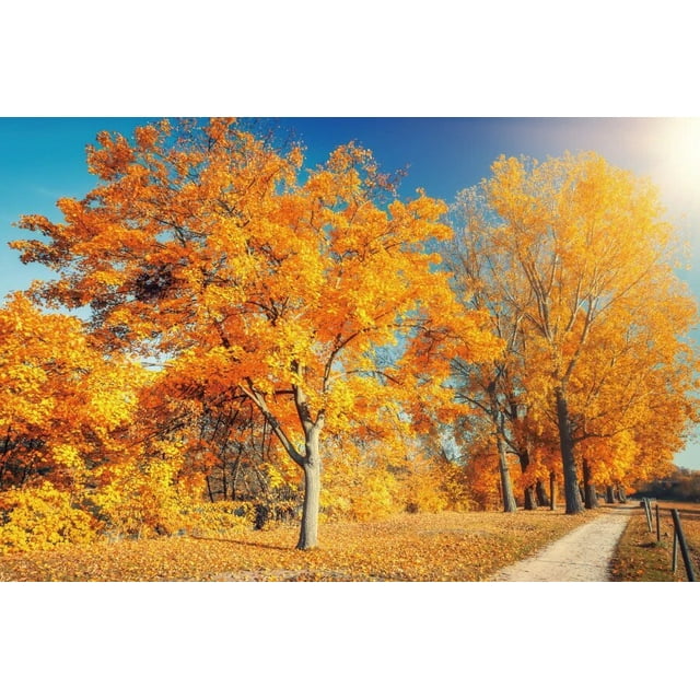 Fall Forest Scenery Photography Backdrop Autumn Path Lakeside Maple ...