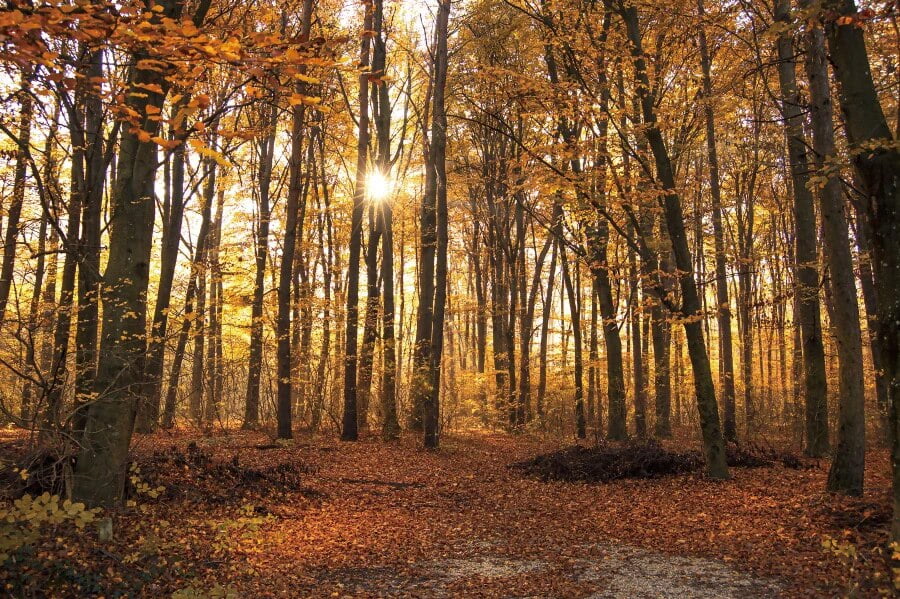Fall Forest Scenery Photography Backdrop Autumn Path Lakeside Maple ...