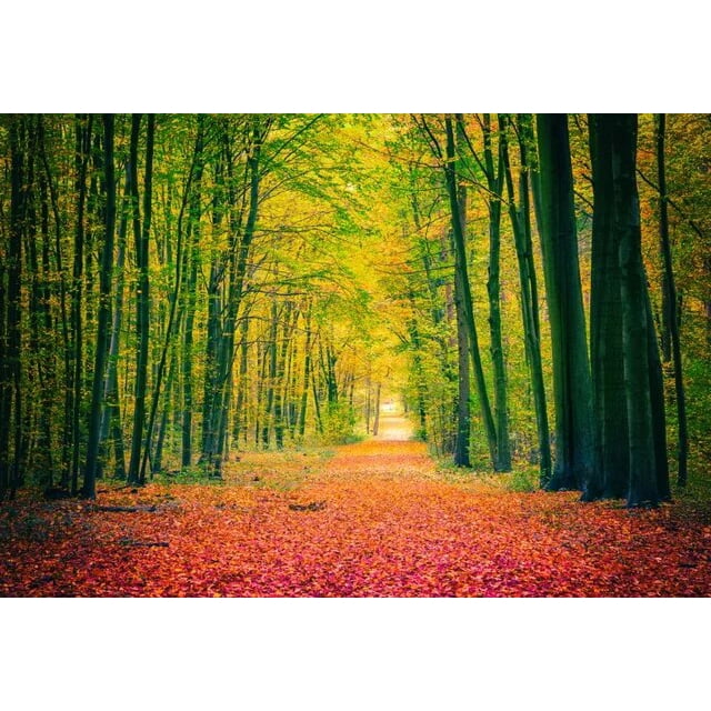 Fall Forest Scenery Photography Backdrop Autumn Path Lakeside Maple ...