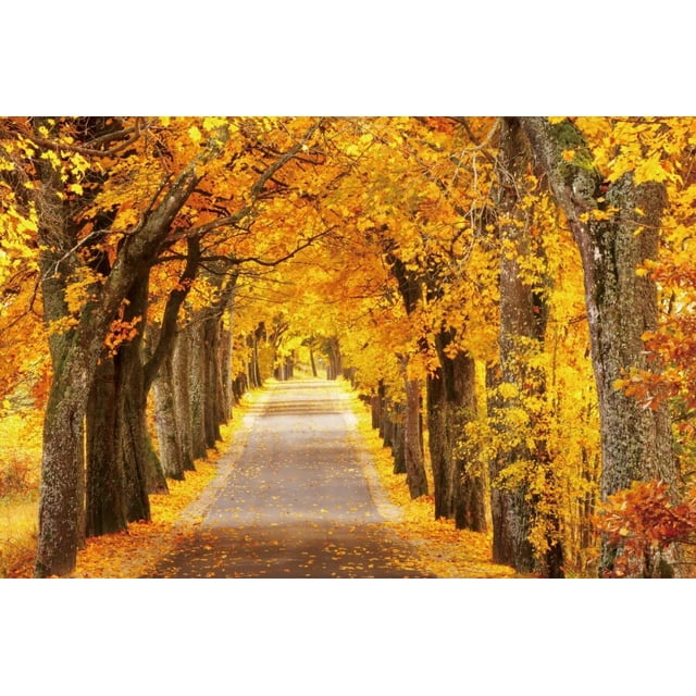 Fall Forest Scenery Photography Backdrop Autumn Path Lakeside Maple ...