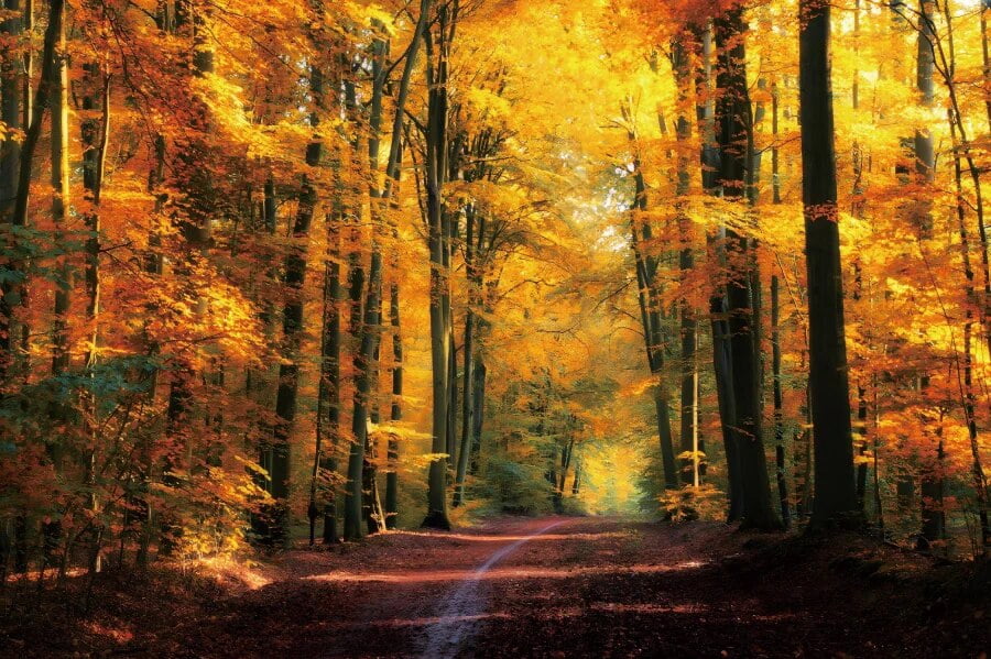 Fall Forest Scenery Photography Backdrop Autumn Path Lakeside Maple ...