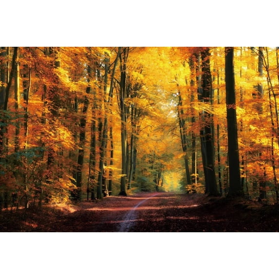Fall Forest Scenery Photography Backdrop Autumn Path Lakeside Maple ...