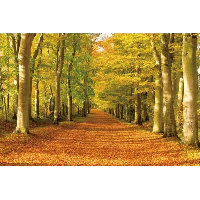Fall Forest Scenery Photography Backdrop Autumn Path Lakeside Maple ...