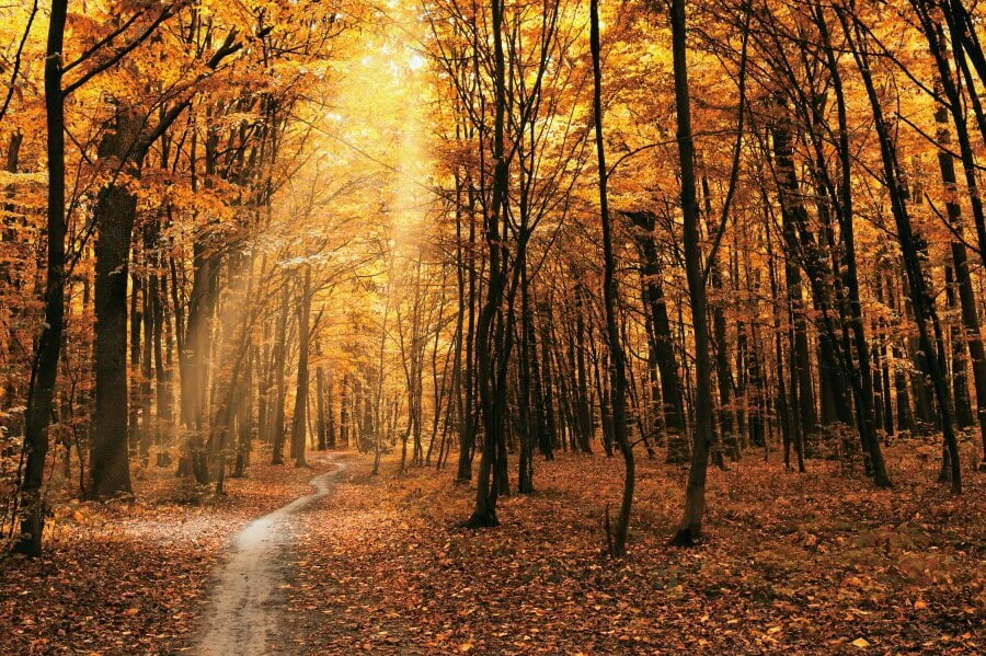 Fall Forest Scenery Photography Backdrop Autumn Path Lakeside Maple ...