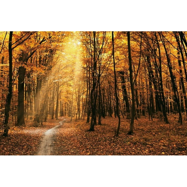 Fall Forest Scenery Photography Backdrop Autumn Path Lakeside Maple ...