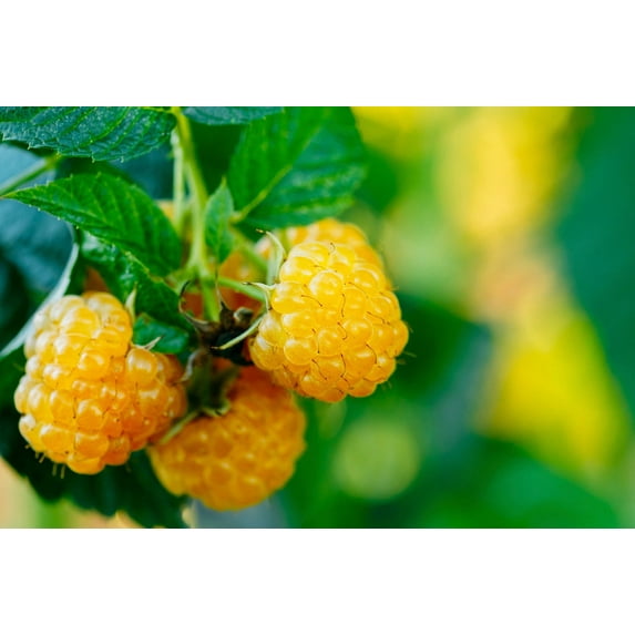 Walmart's Fall Gold Everbearing Raspberry Fruit Vines - Hardy ...
