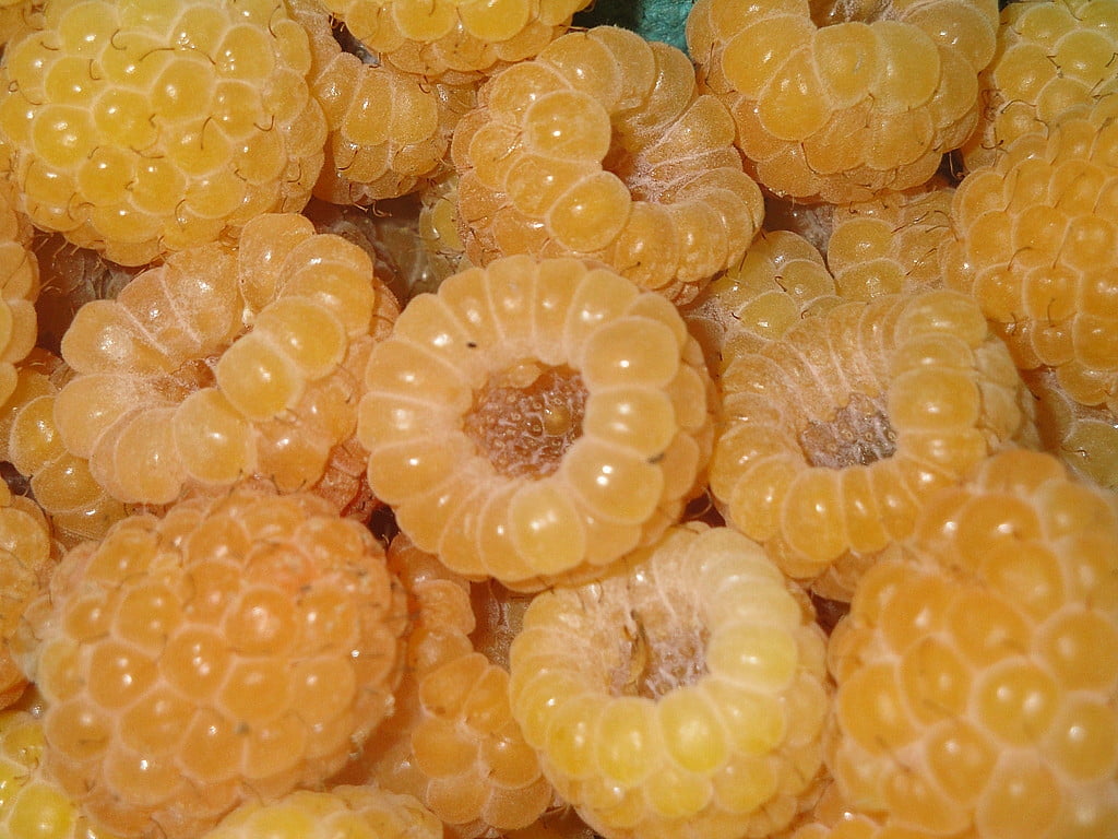 Fall Gold Everbearing Raspberry Plant - 4" Pot - Walmart.com