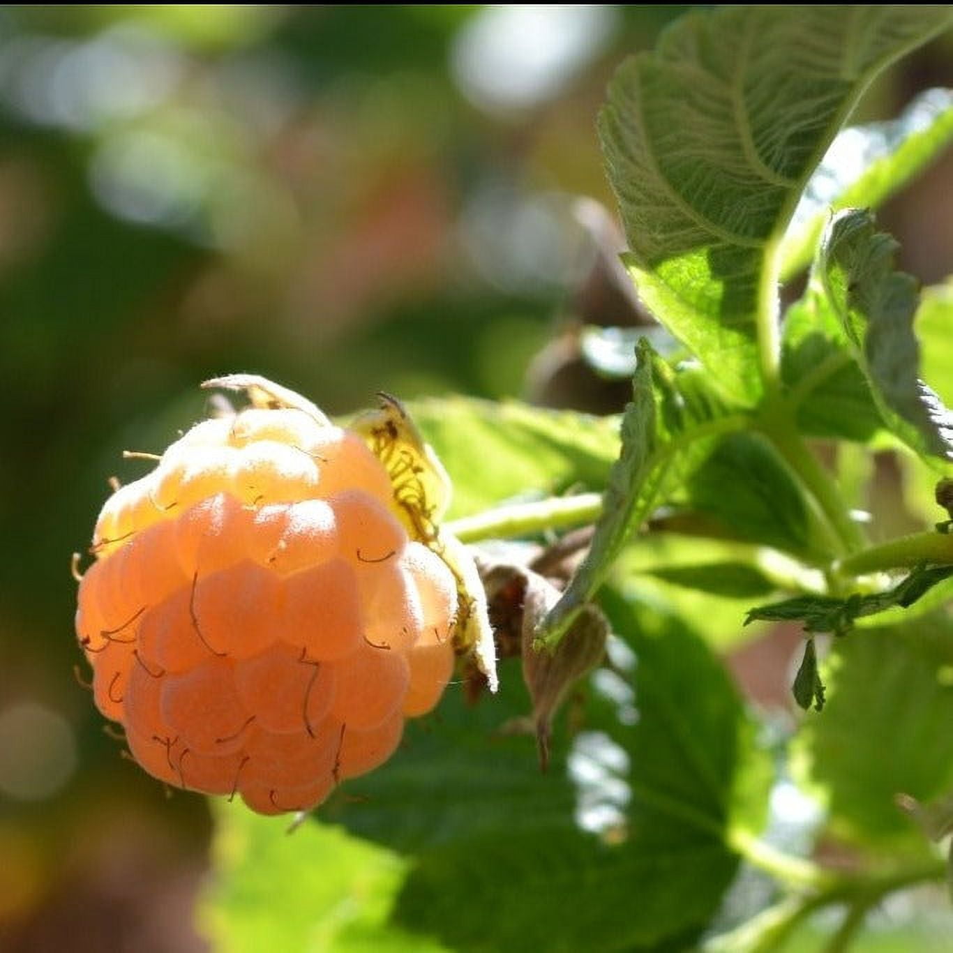Fall Gold Raspberry 3 Gallon Potted - Walmart.com