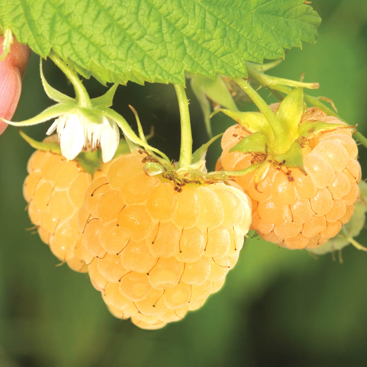 Fall Gold Raspberry Bush Fruit Bearing Plant in 1.50 gal pot - Walmart.com