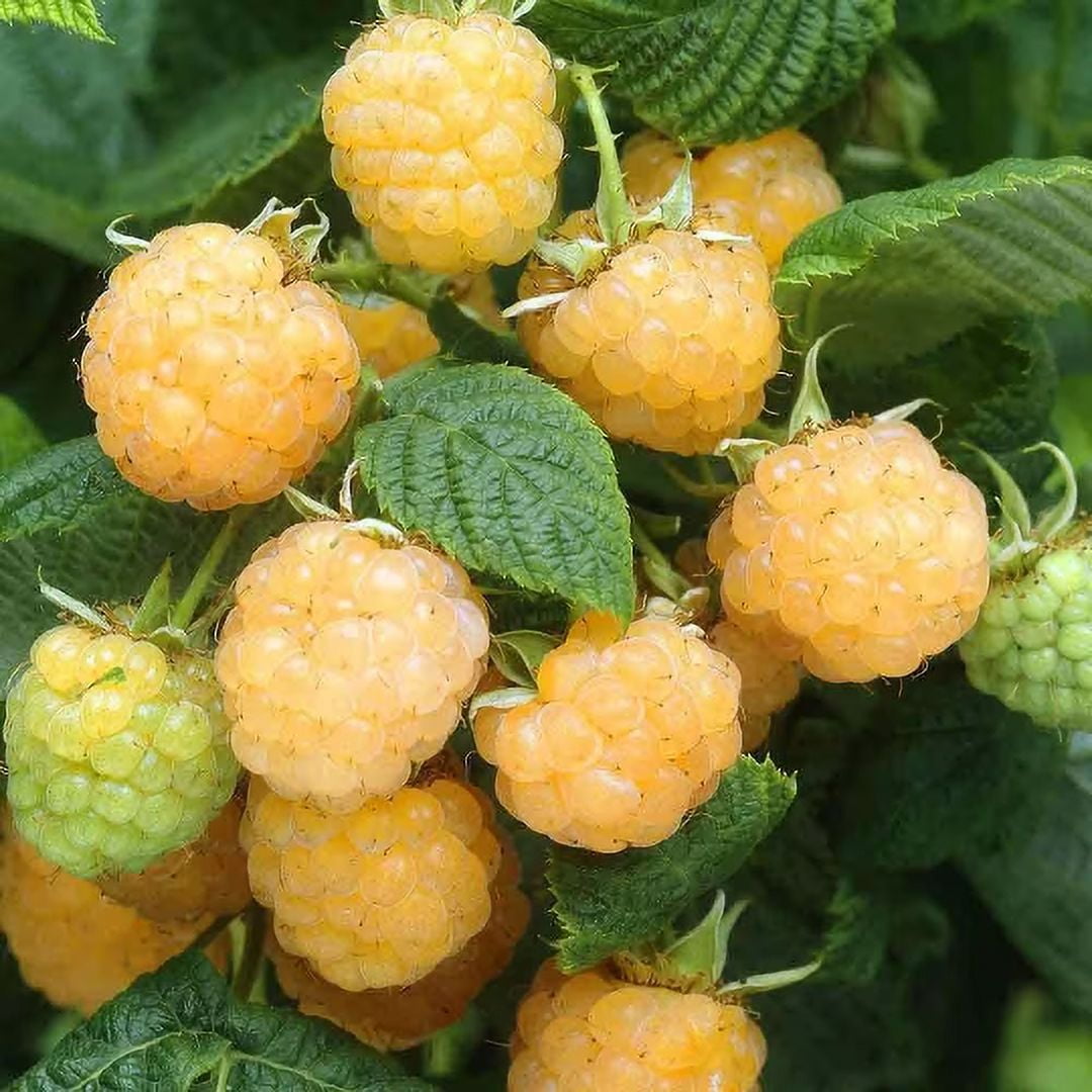 Fall Gold - Raspberry Plant - Everbearing - - Ready for Spring Planting ...
