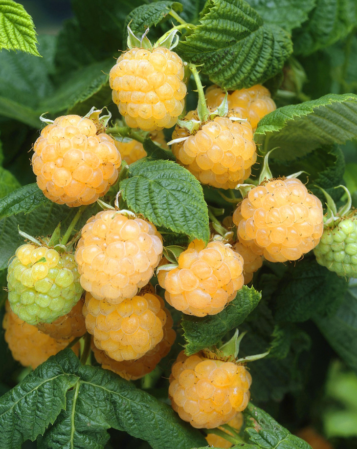 Fall Gold Raspberry Plant Live, 5-9 Inch Tall, Raspberry Fruit Trees ...