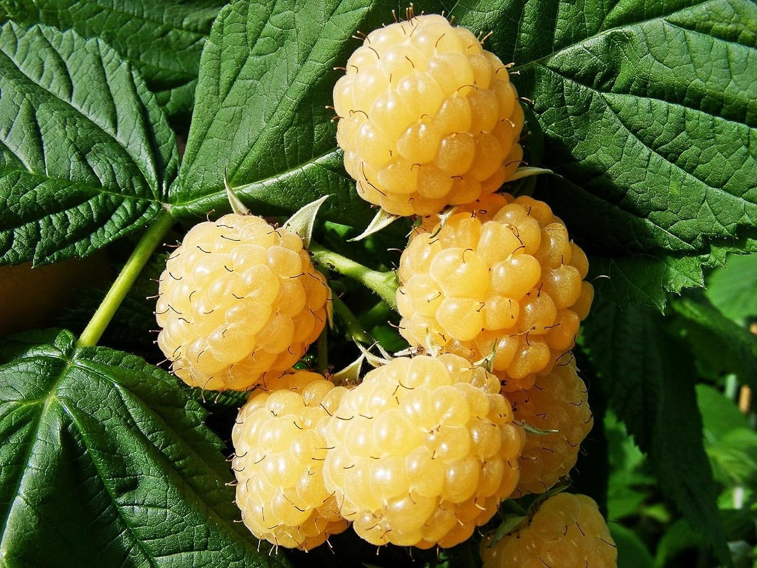 Live Fall Gold Raspberry Plant - Rubus - Vitamin-C Rich Fruits for Your ...