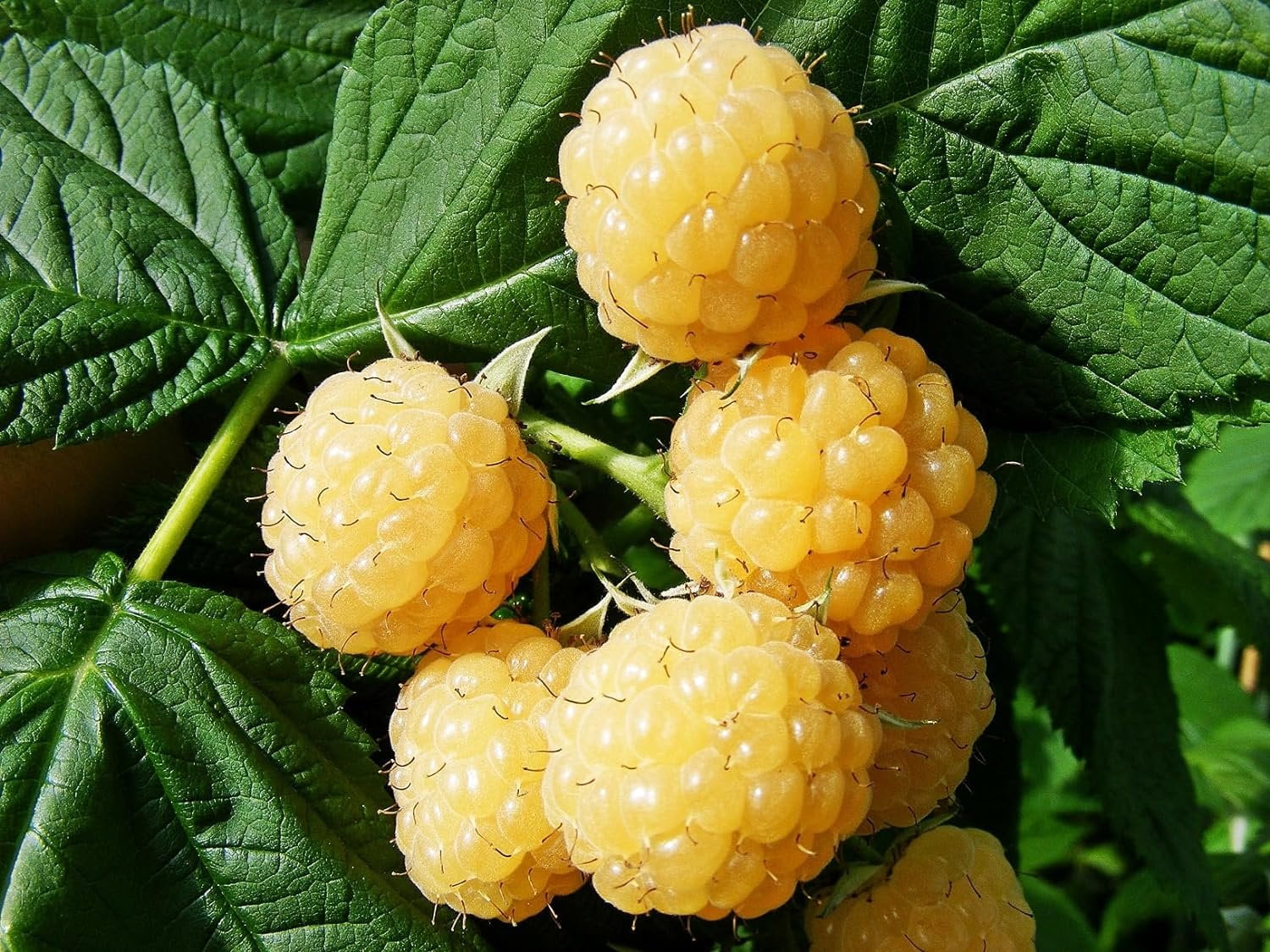 Live Fall Gold Raspberry Plant - Rubus - Vitamin-C Rich Fruits for Your ...