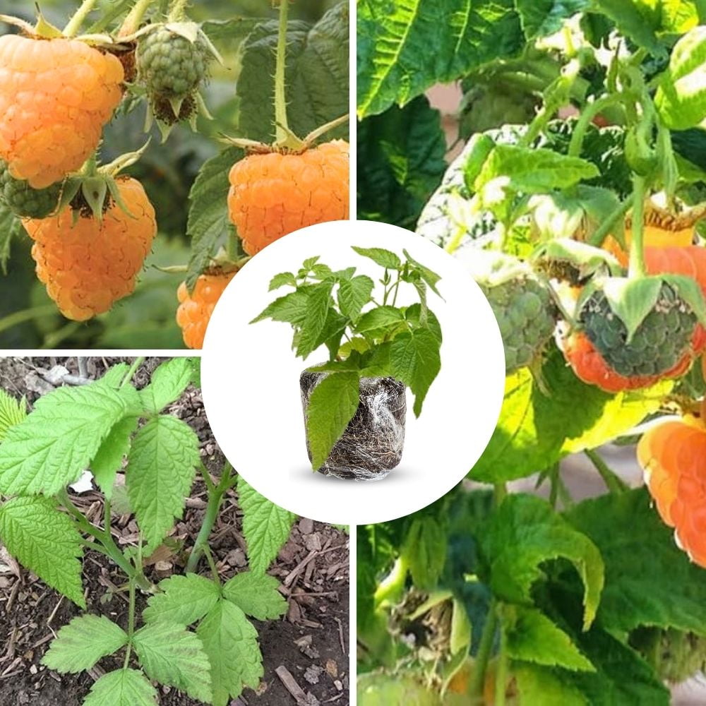 Fall Gold Raspberry Plants 4–8 Inch Starter, Edible Fall Gold Raspberry ...