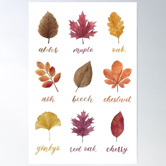 Fall Leaves Chart Watercolour Painting & Calligraphy Poster Wall Art ...