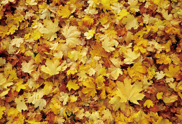 Fall Maple Leaves Scene Photography Backdrop Autumn Harvest Wall Photo ...