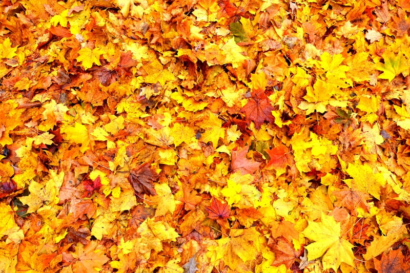 Fall Maple Leaves Scene Photography Backdrop Autumn Harvest Wall Photo ...