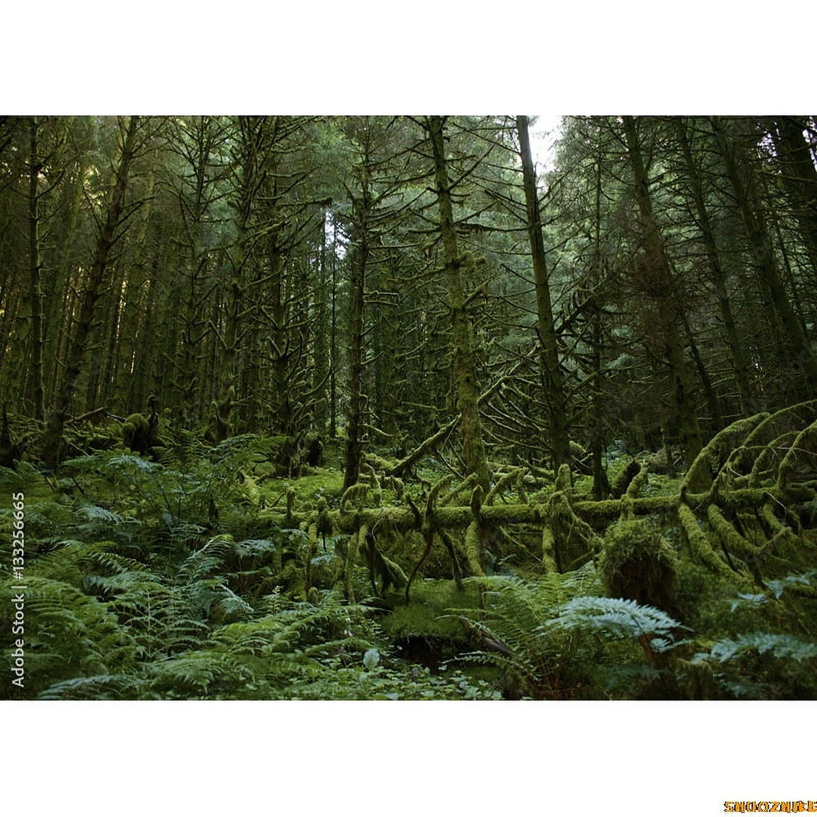 Fall Trees In Gre Virgin Coniferous Forest Photography Backdrops Props ...