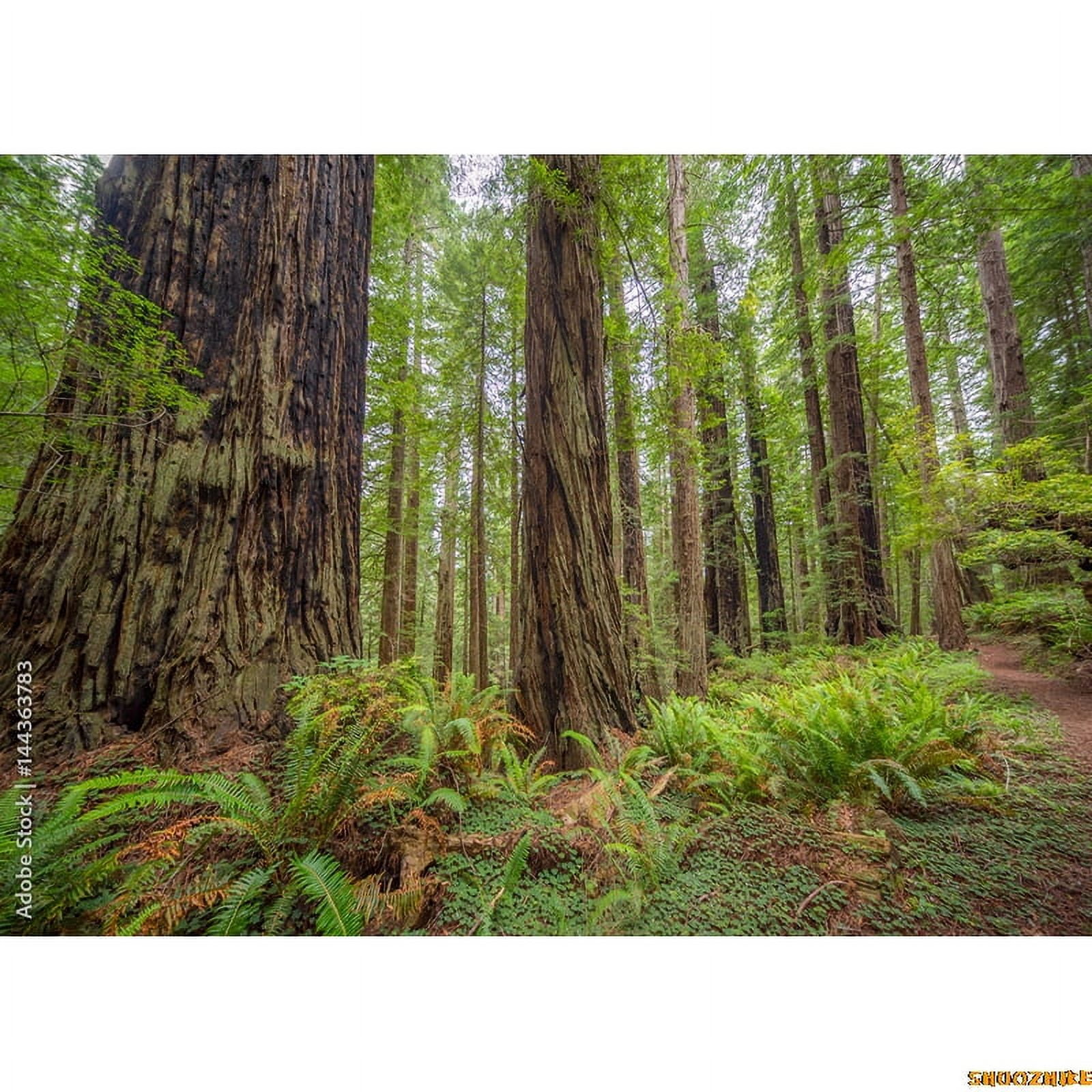 Fall Trees In Gre Virgin Coniferous Forest Photography Backdrops Props ...
