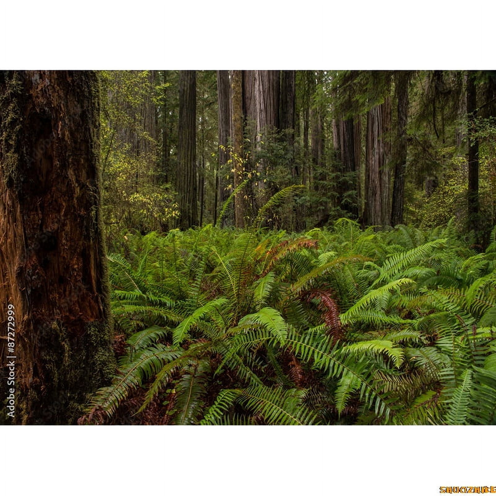 Fall Trees In Gre Virgin Coniferous Forest Photography Backdrops Props ...
