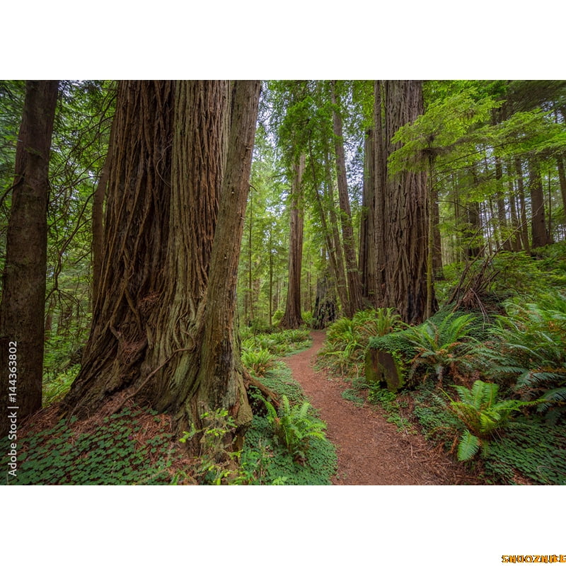 Fall Trees In Gre Virgin Coniferous Forest Photography Backdrops Props ...